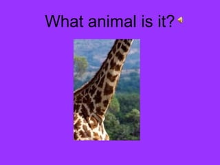 Task 1. what animal is it? | PPT