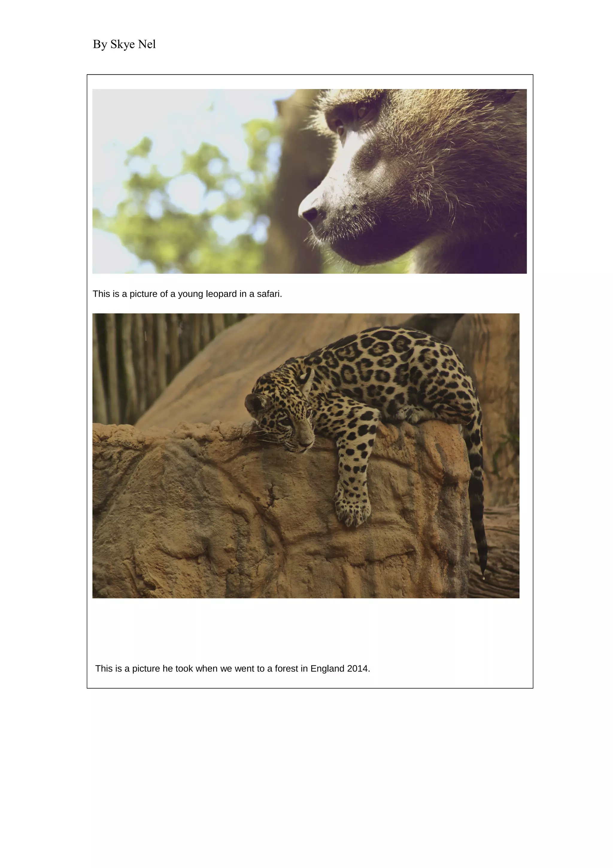 Task 1 animal photograpy. | PDF