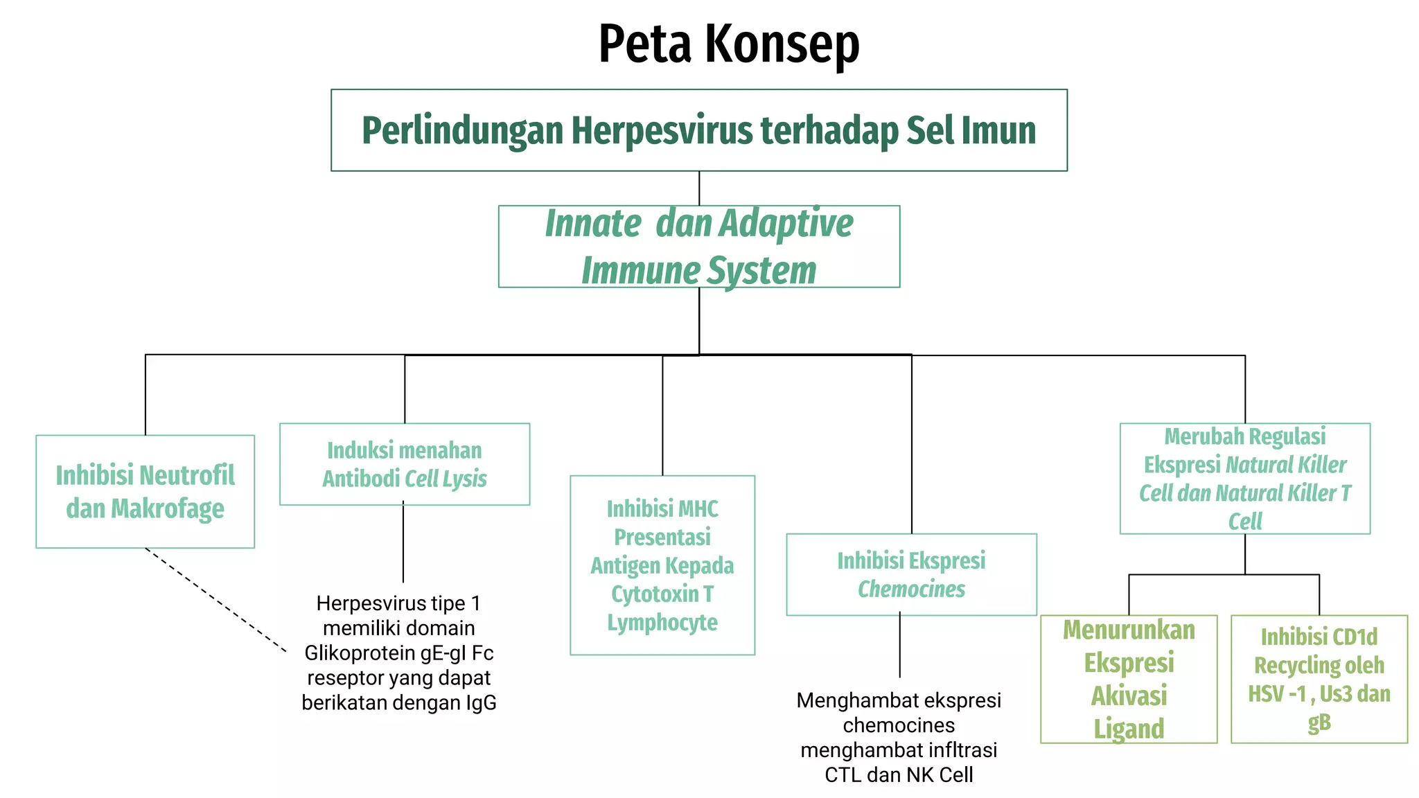 Task 1 Immunity Evasion Herpresvirus.pptx