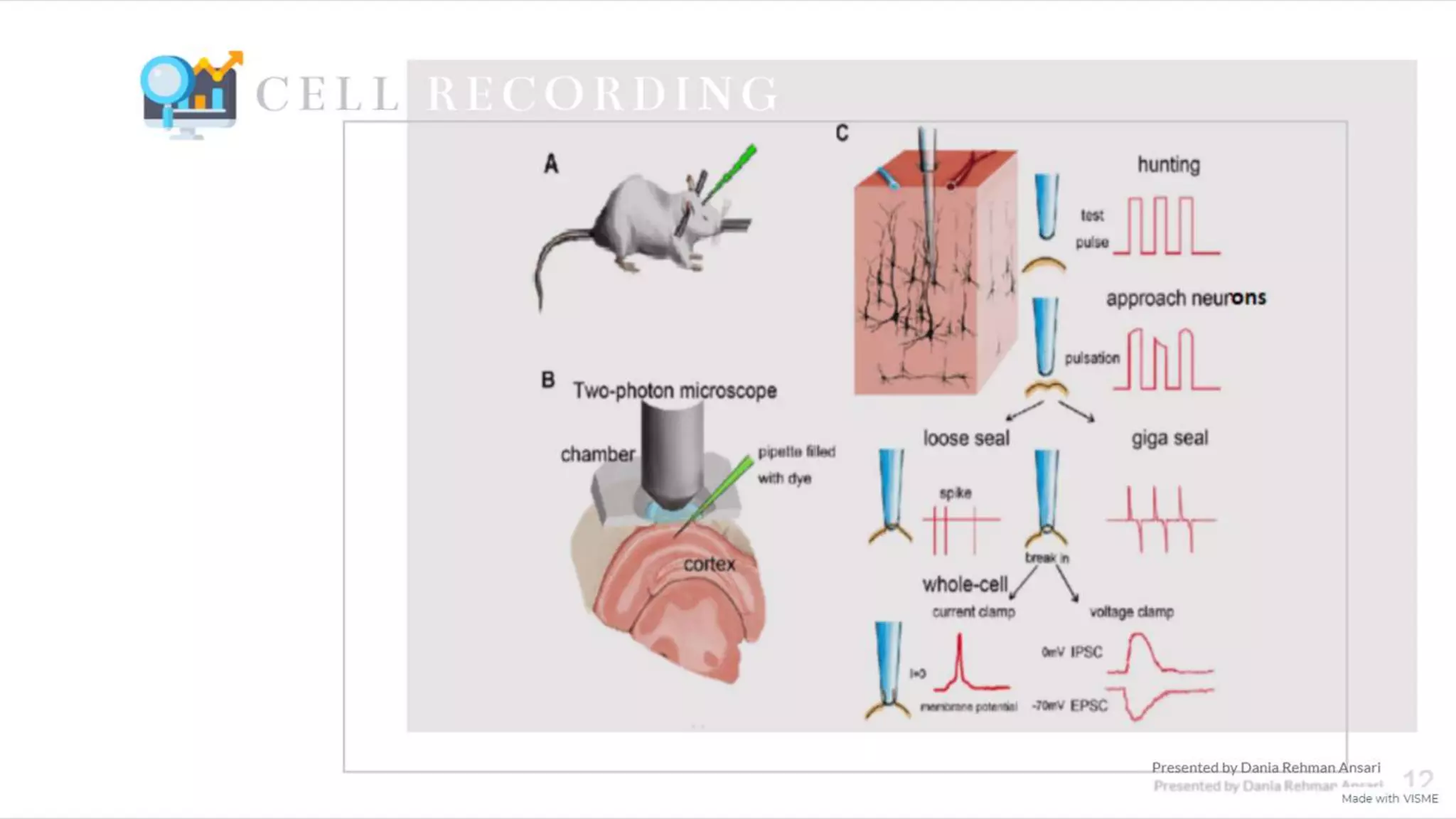 Patch clamp method | PPTX
