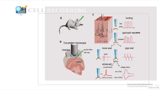 Patch clamp method | PPTX