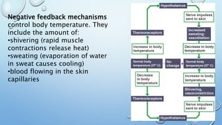 Task 4 | PPTX | Endocrine and Metabolic Diseases | Diseases and Conditions