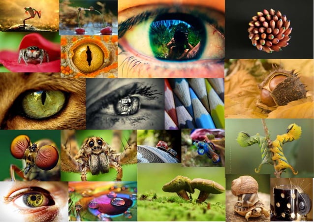 Task 6 collarge macro | DOCX