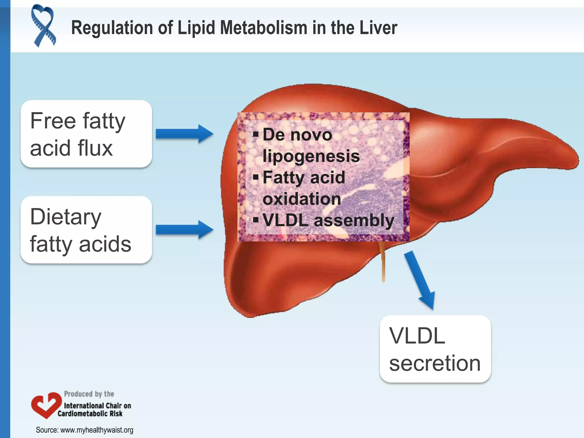 Ectopic Fat: An Important Feature of Intra-Abdominal Obesity in Type 2 ...