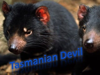 Tasmanian devil | PPT