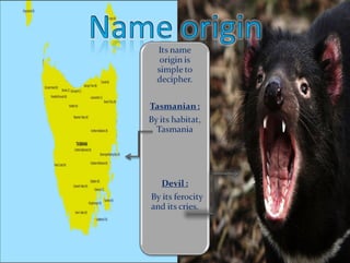 Tasmanian devil | PPT
