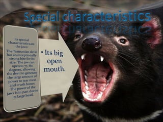 Tasmanian devil | PPT