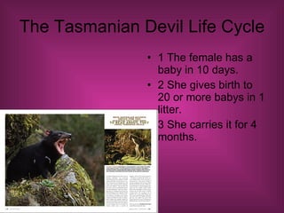TASMANIAN DEVIL | PPT