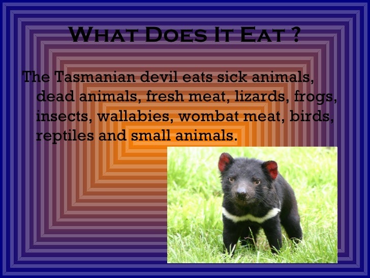 Tasmanian Devil Diet