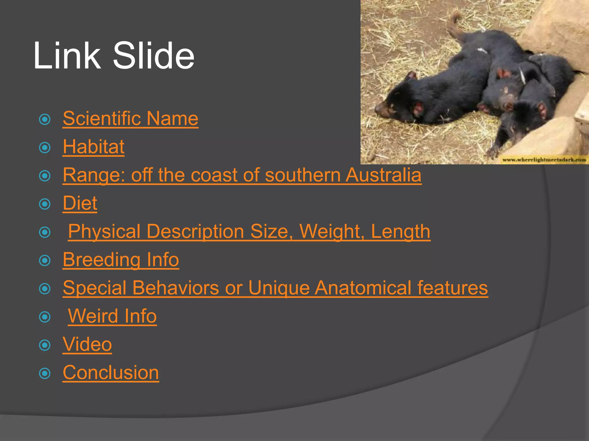 Tasmanian devil power point | PPTX