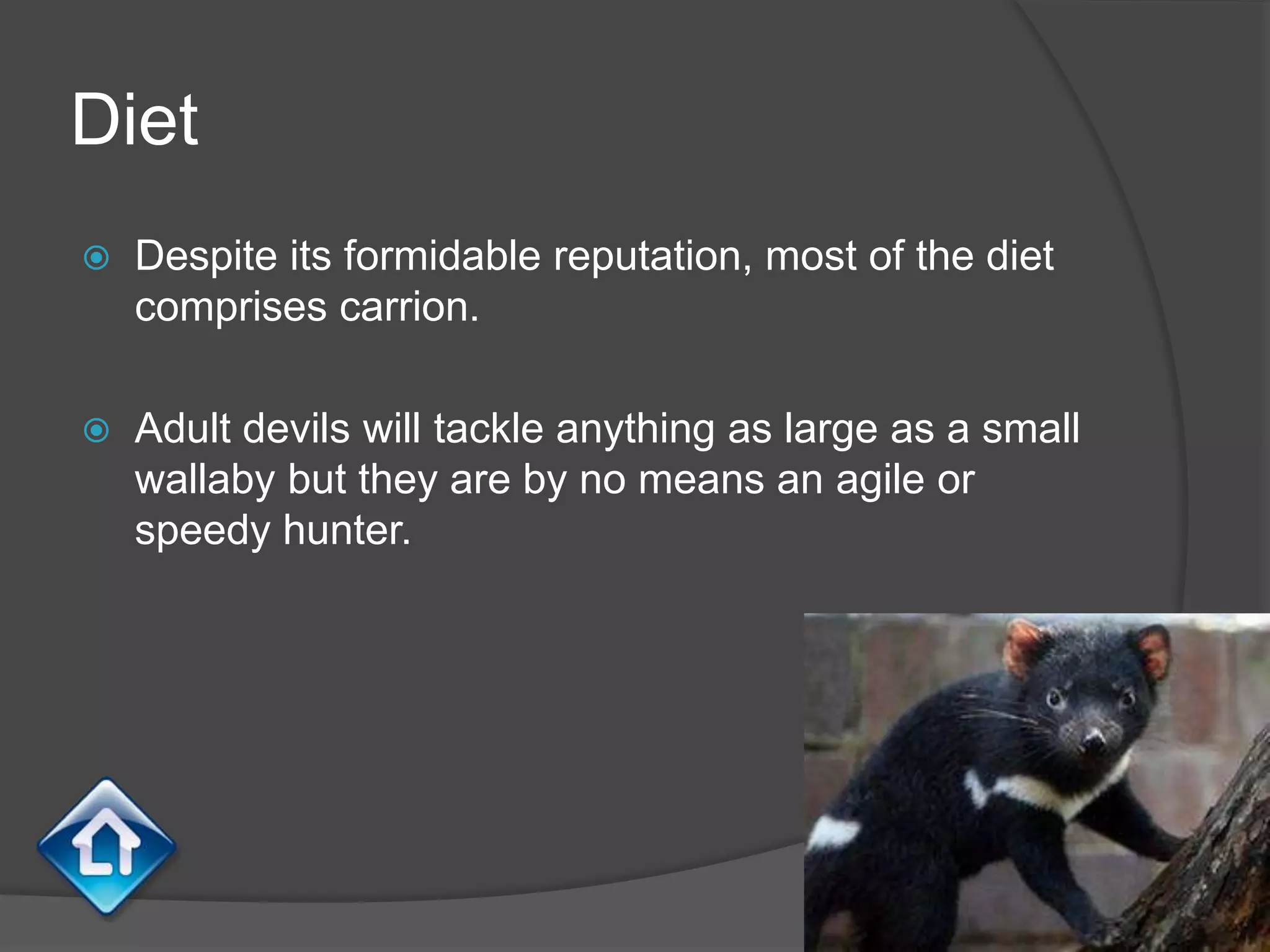 Tasmanian devil power point | PPTX