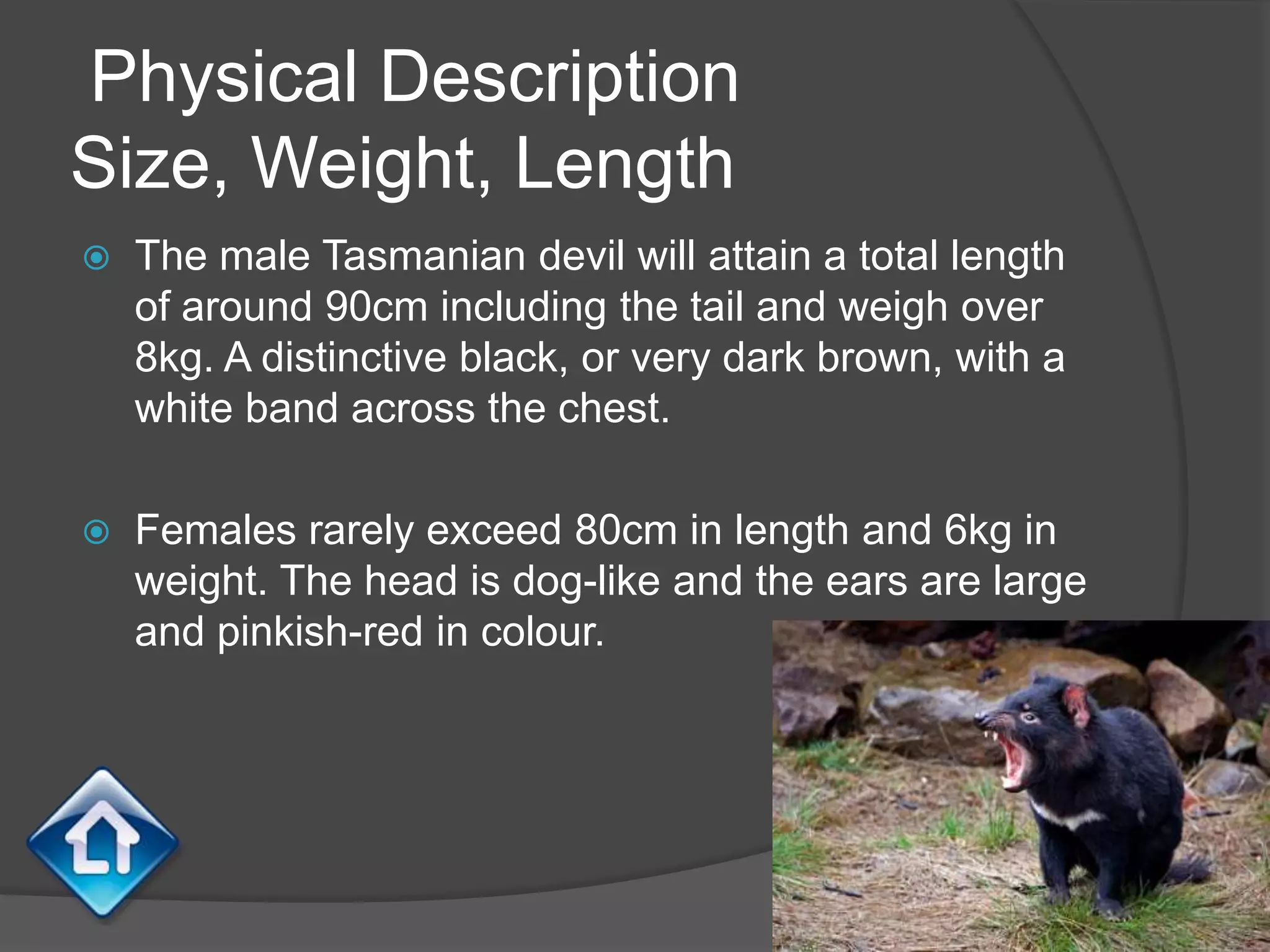 Tasmanian devil power point | PPTX