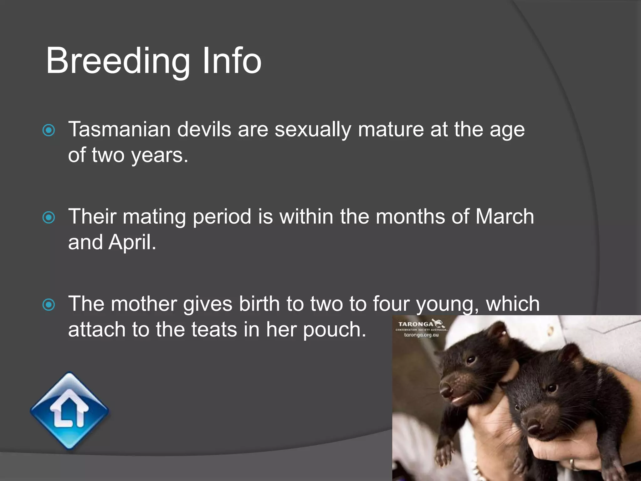 Tasmanian devil power point | PPTX