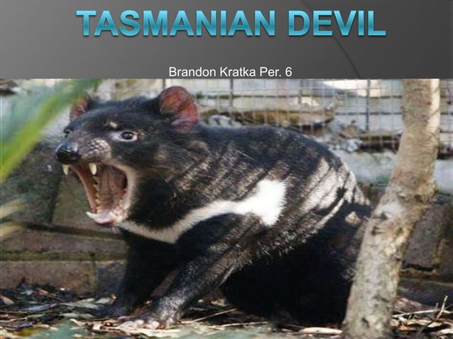 Tasmanian devil power point | PPTX | Zoos & Aquariums | Attractions