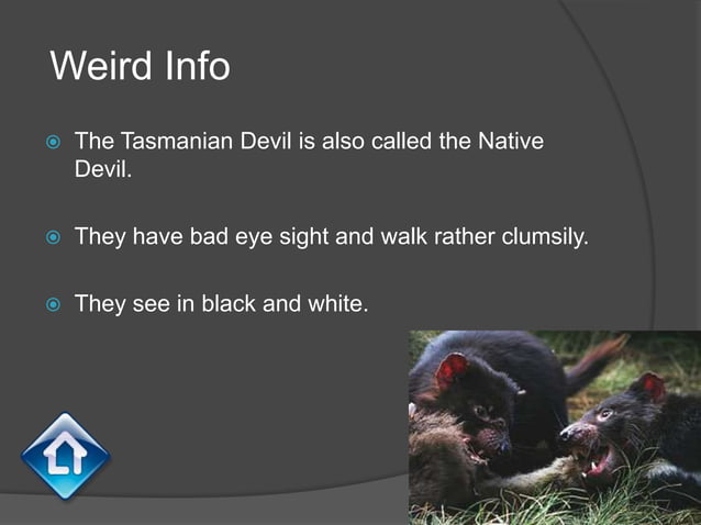 Tasmanian devil power point | PPTX | Zoos & Aquariums | Attractions