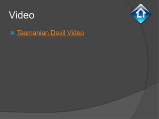 Tasmanian devil power point | PPTX