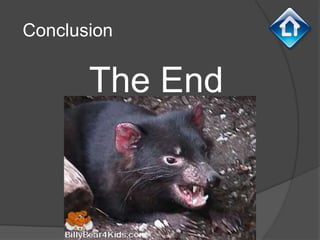 Tasmanian devil power point | PPTX