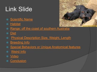 Tasmanian devil power point | PPTX