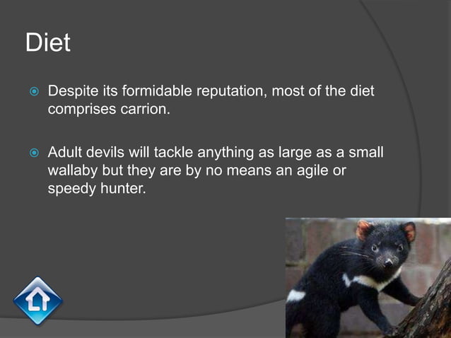 Tasmanian devil power point | PPTX | Zoos & Aquariums | Attractions