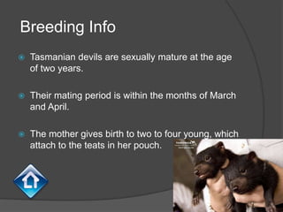 Tasmanian devil power point | PPTX