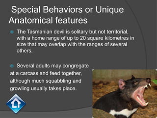 Tasmanian devil power point | PPTX