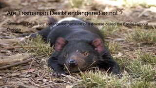 Tasmanian devils | PPTX