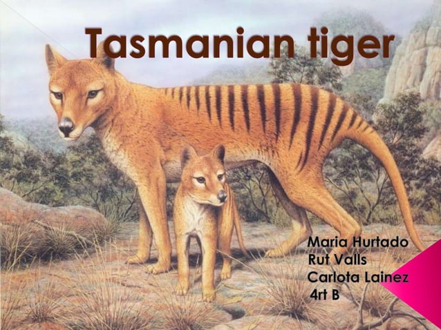 Tasmanian Tiger | PPT