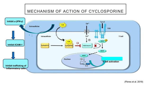 Cyclosporine in Dermatology.pdf | Skin and Dermatology | Diseases and ...