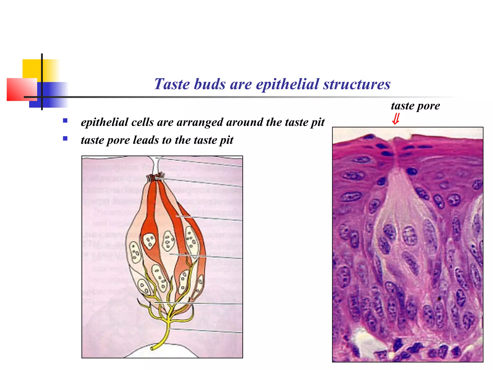 Taste | PPT