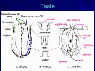 Taste | PDF