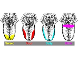 Physiology of Taste | PPTX