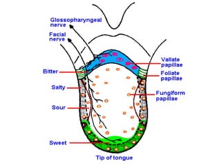 Physiology of Taste | PPTX