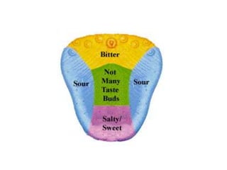 Physiology of Taste | PPTX