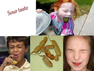 Physiology of Taste | PPTX