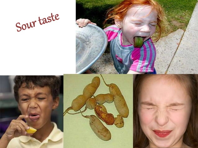 Physiology of Taste | PPTX | Brain and Nervous System Disorders ...