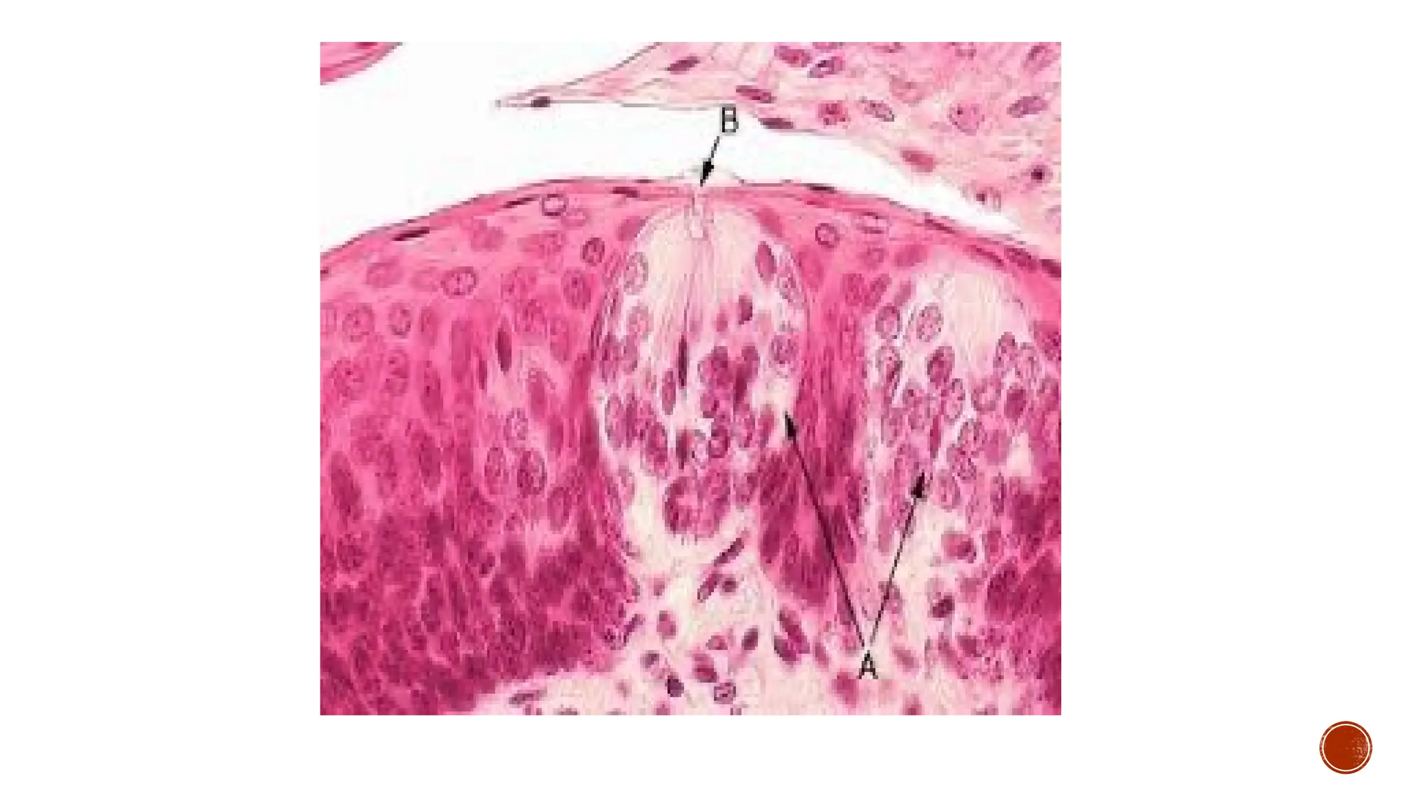 Oral Physiology - The Pathway of Taste.pptx