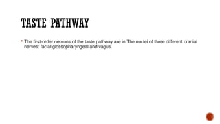 Oral Physiology - The Pathway of Taste.pptx