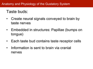 Taste: Anatomy, physiology, gustatory pathway. | PDF