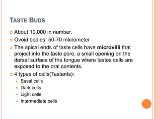 Taste Physiology | PPTX