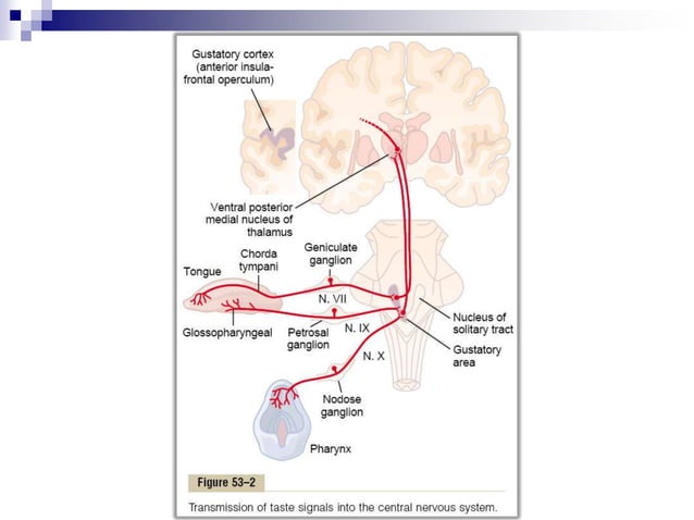 Taste and smell." Gustatory and Olfactory Pathways | PPTX