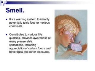 Taste and smell." Gustatory and Olfactory Pathways | PPTX