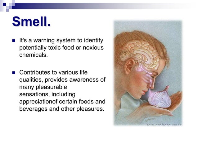 Taste and smell." Gustatory and Olfactory Pathways | PPTX