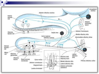 Taste and smell." Gustatory and Olfactory Pathways | PPTX