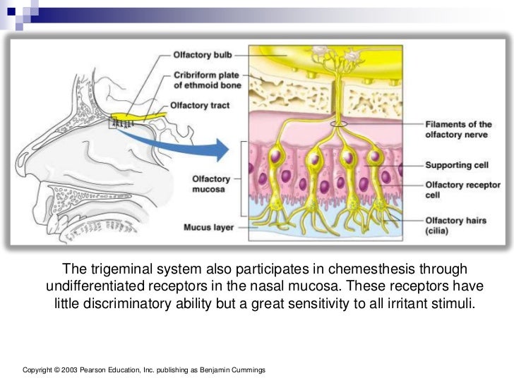 Gustatory Cortex Nerve