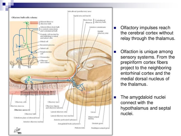 Taste and smell." Gustatory and Olfactory Pathways