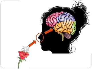 Taste and smell | PPTX