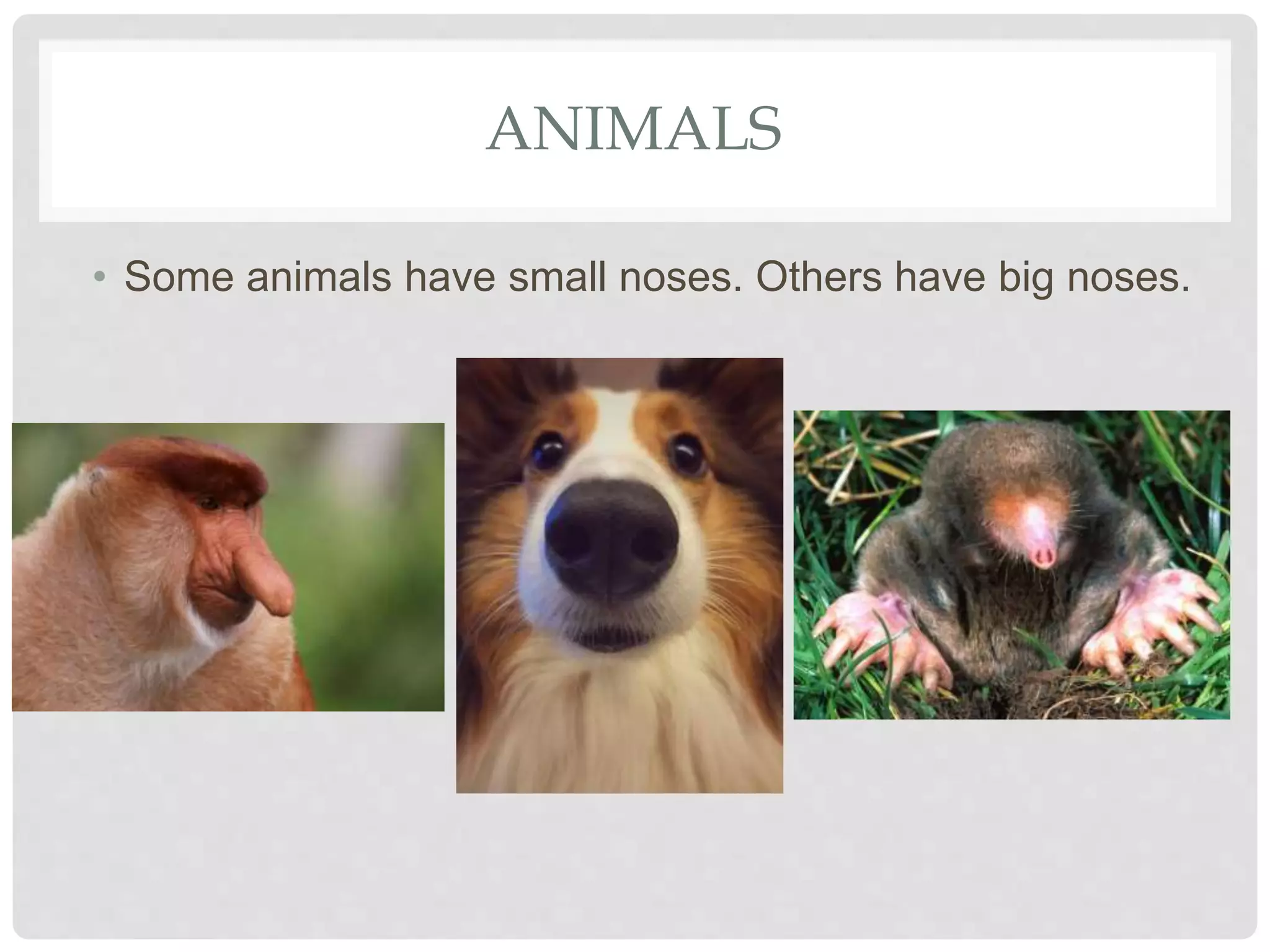 Taste and smell | PPT