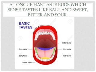 Taste and smell | PPT