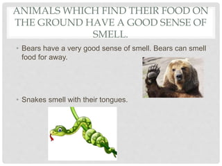 Taste and smell | PPTX