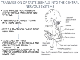 Taste and smell | PPTX